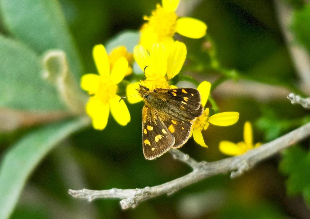 Western Goldspotted Sylph from Cape Point, Cape Town, South Africa on ...