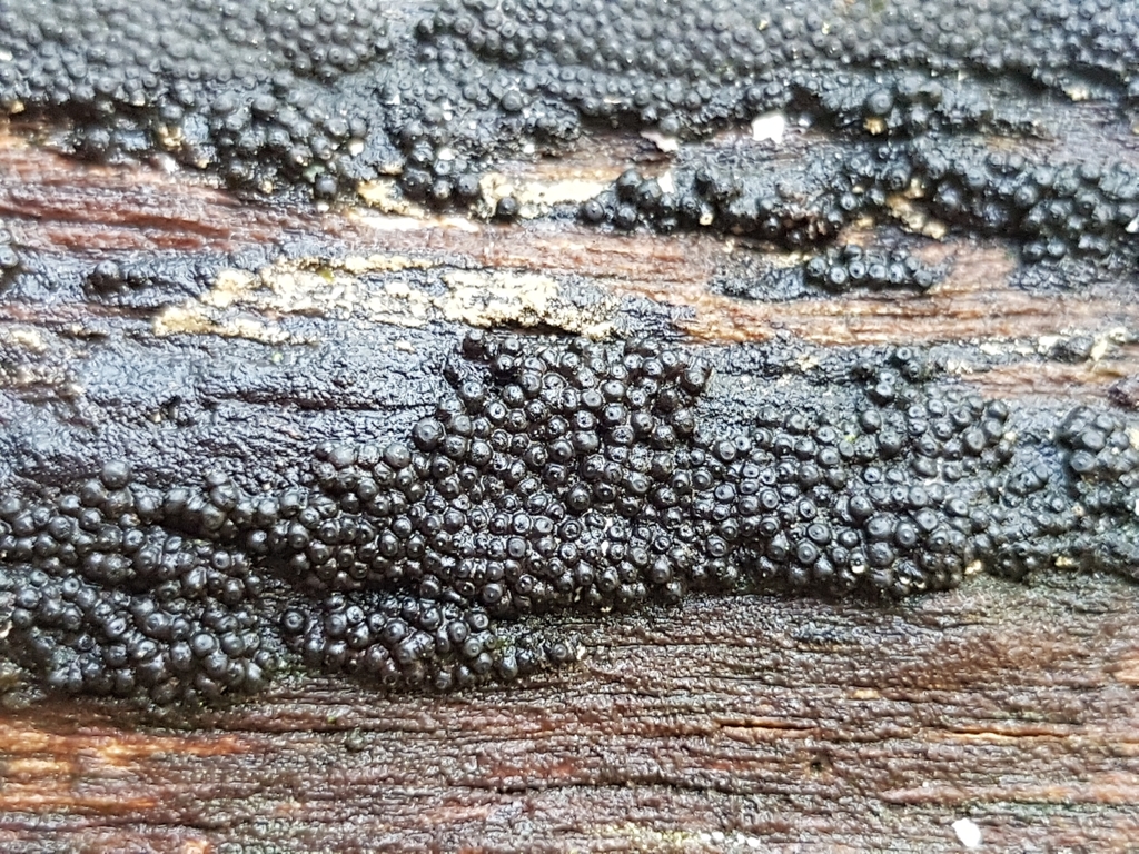 Annulohypoxylon bovei from Steiglitz VIC 3331, Australia on May 17 ...