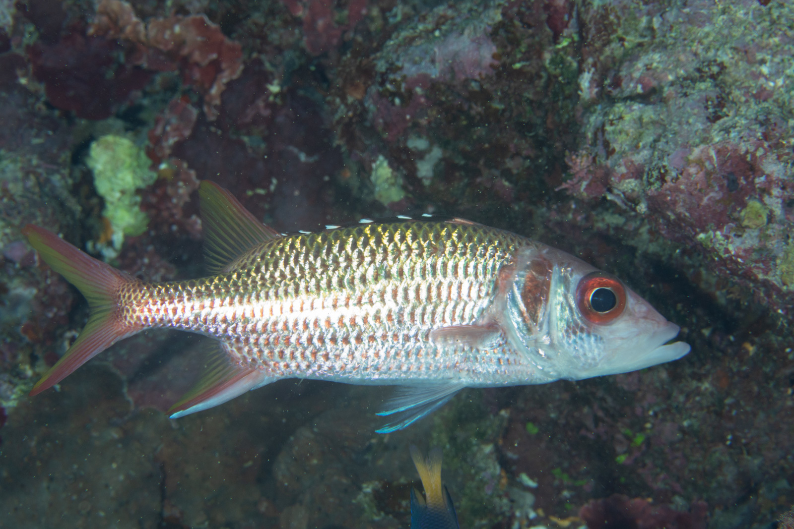 Neoniphon opercularis (Valenciennes, 1831)