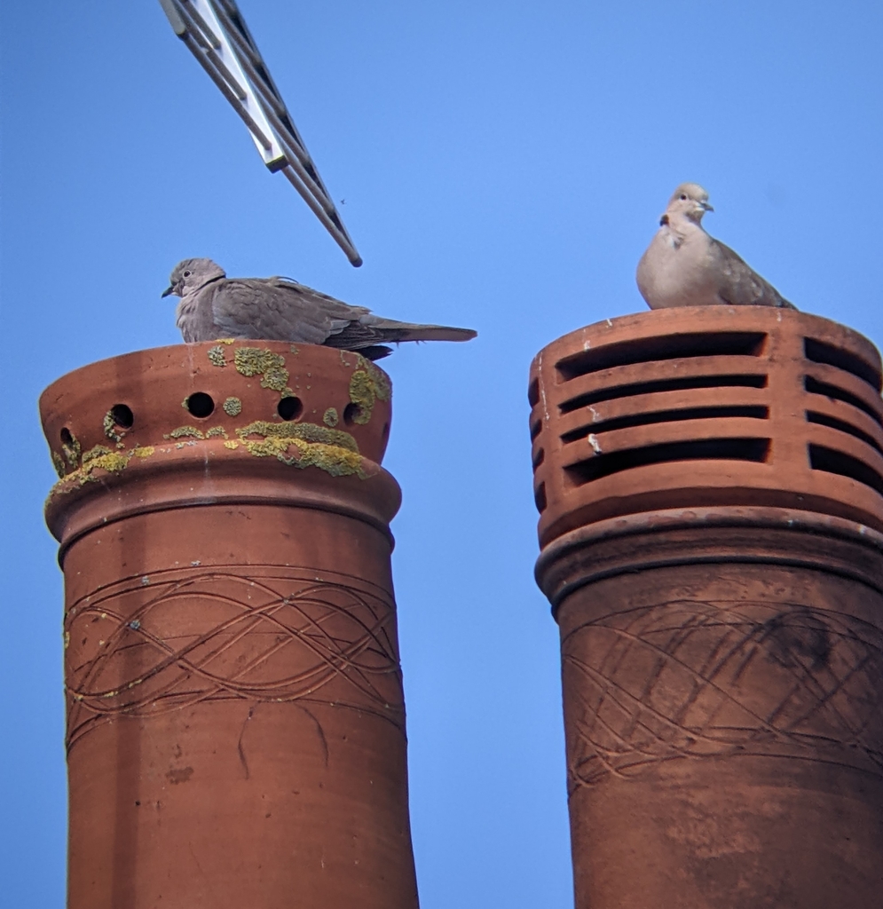 Eurasian Collared-Dove from Church Green, Hinxton, Saffron Walden CB10 ...