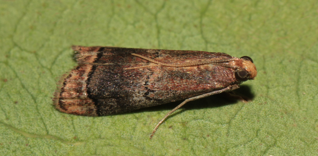 Knot-horn Moths from Porepunkah VIC 3740, Australia on April 27, 2022 ...