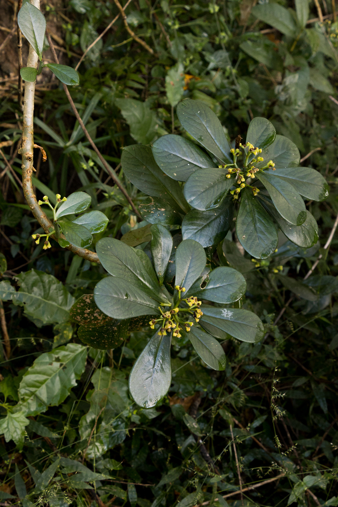Crying Tree (Euphorbia cupularis) - Botanical Realm