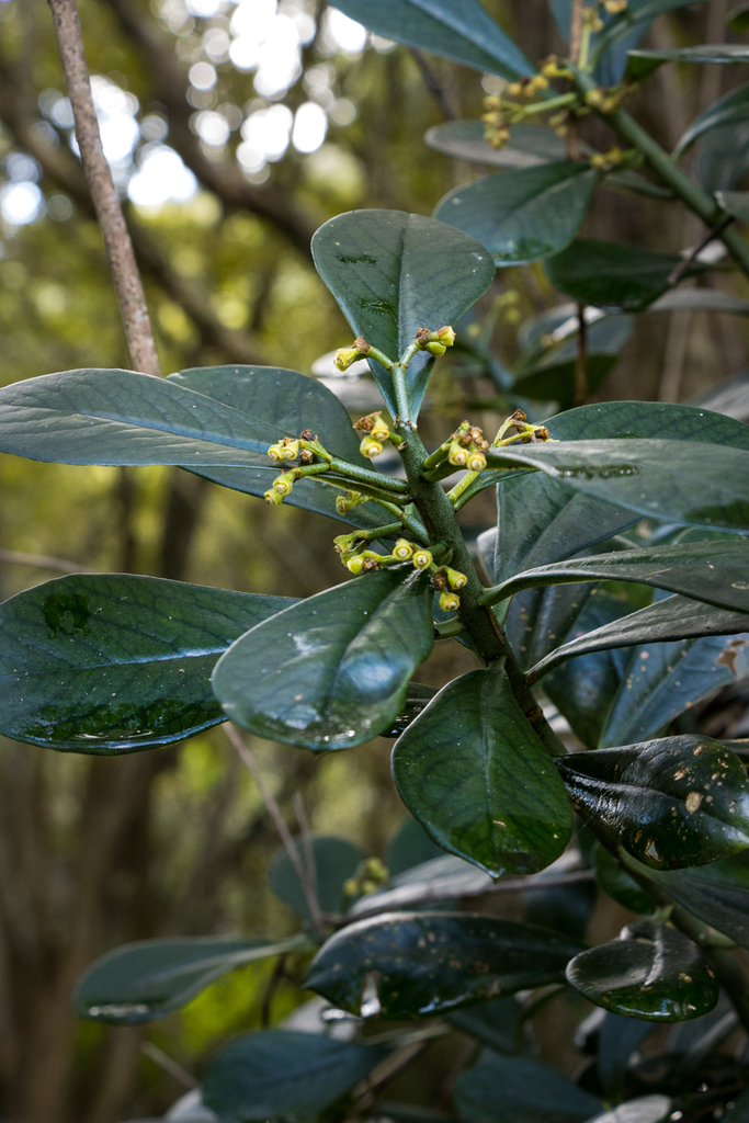 Crying Tree (Euphorbia cupularis) - Botanical Realm