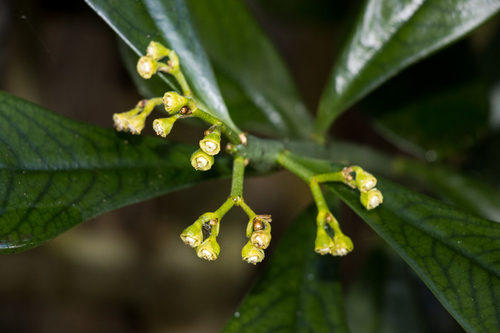 Crying Tree (Euphorbia cupularis) · iNaturalist