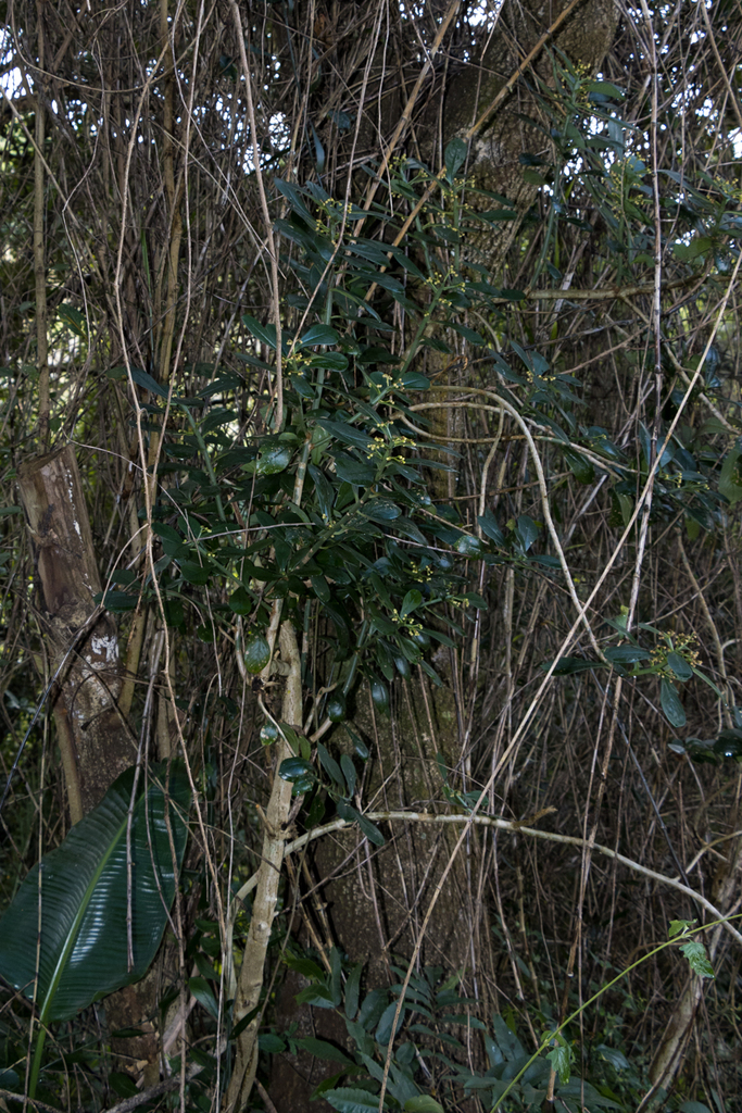 Crying Tree (Euphorbia cupularis) - Botanical Realm
