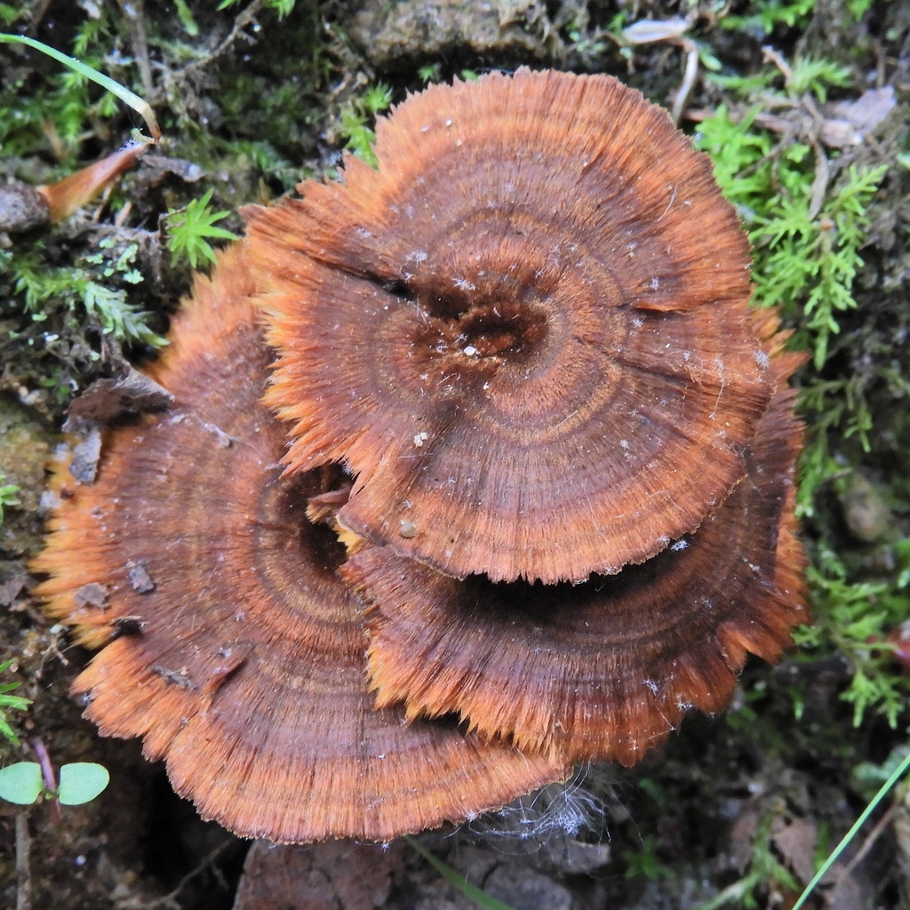 Coltricia cinnamomea (Guía de macrohongos registrados en la Reserva ...
