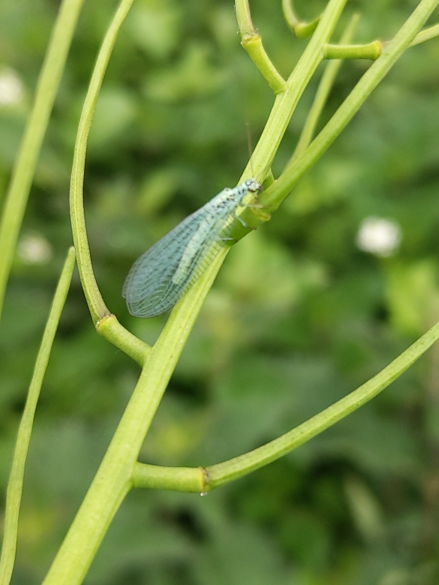 Chrysopa perla (Linnaeus, 1758)