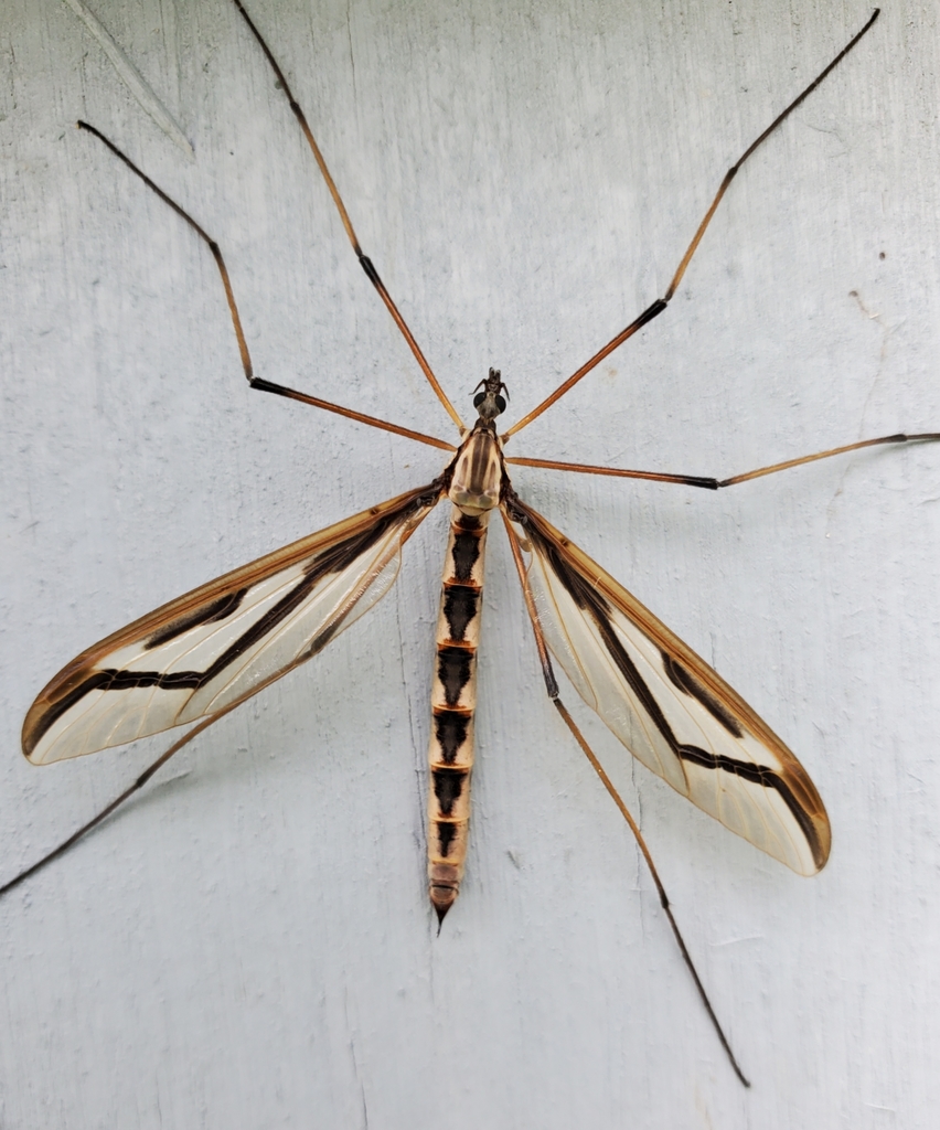 Giant Eastern Crane Fly in May 2022 by Shane Mercer · iNaturalist