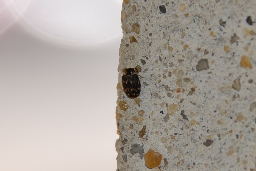 Australian Carpet Beetle from 10150 Sainte-Maure, France on May 13 ...