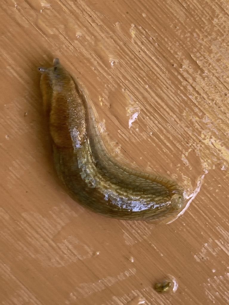 Arion Slugs from Pleasant Ave, Canonsburg, PA, US on May 17, 2022 at 10 ...