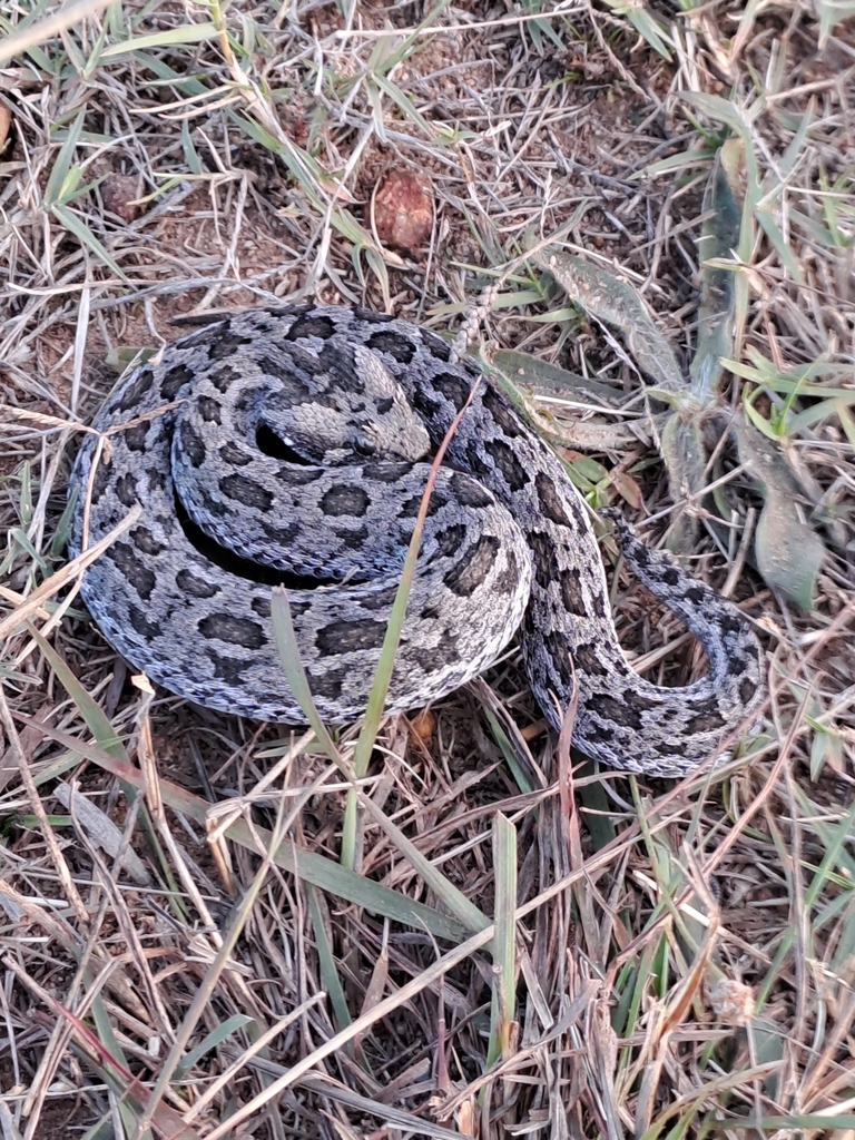 Southern Adder in May 2022 by Eugene Hahndiek · iNaturalist