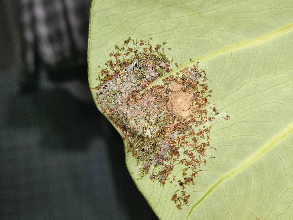 Oriental leafworm moth from 中国广东省广州市天河区 on May 17, 2022 at 10:15 AM by ...