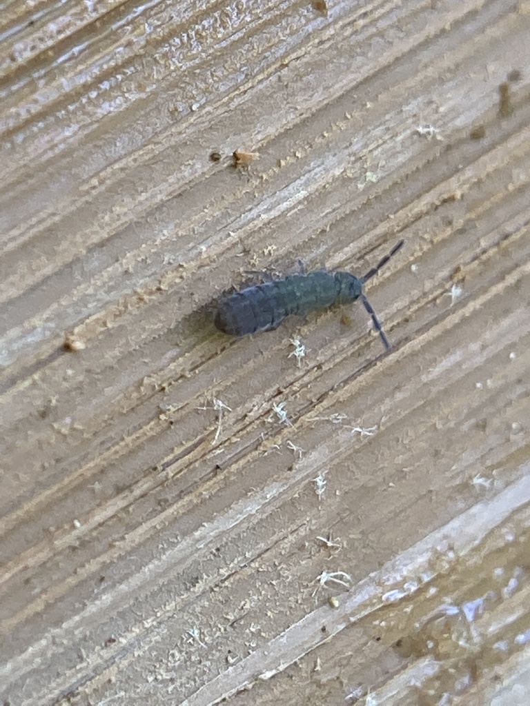 Smooth Springtails from Pleasant Ave, Canonsburg, PA, US on May 17 ...