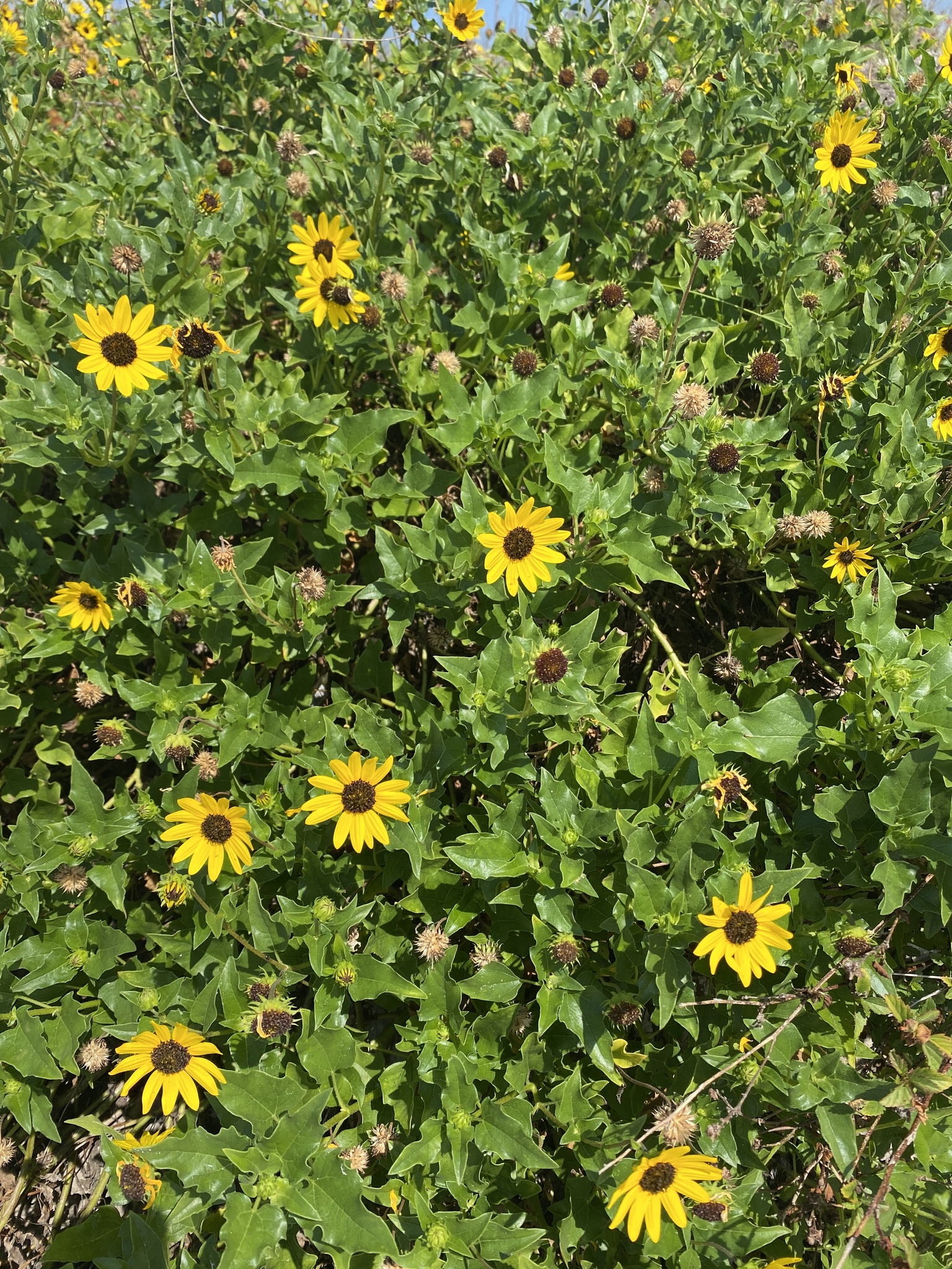 Helianthus debilis subsp. vestitus (E.Watson) Heiser