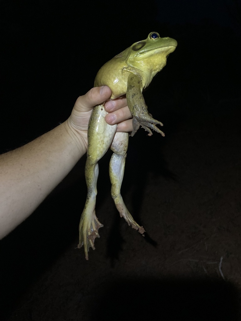 American Bullfrog from Foss, OK, US on May 16, 2022 at 09:15 PM by Nick ...
