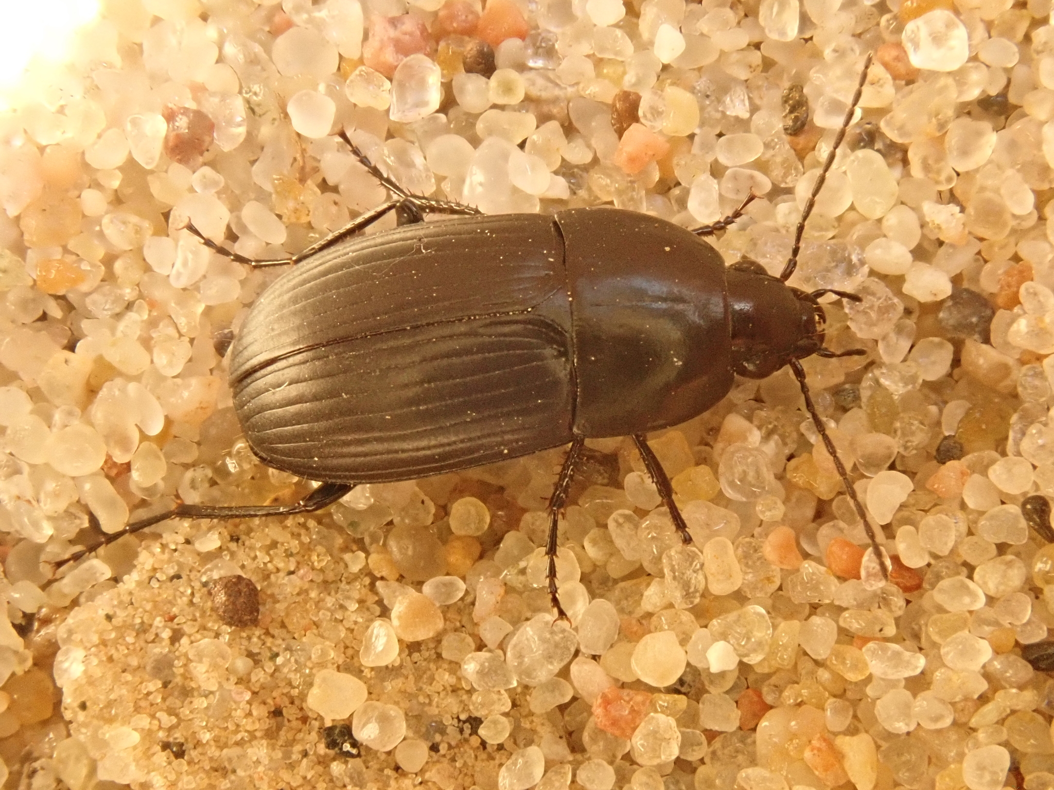 Oodes helopioides (Fabricius, 1792)