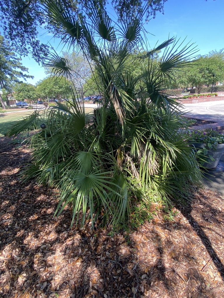 Coryphoideae from Coastal Carolina University, Conway, SC, US on May 17 ...