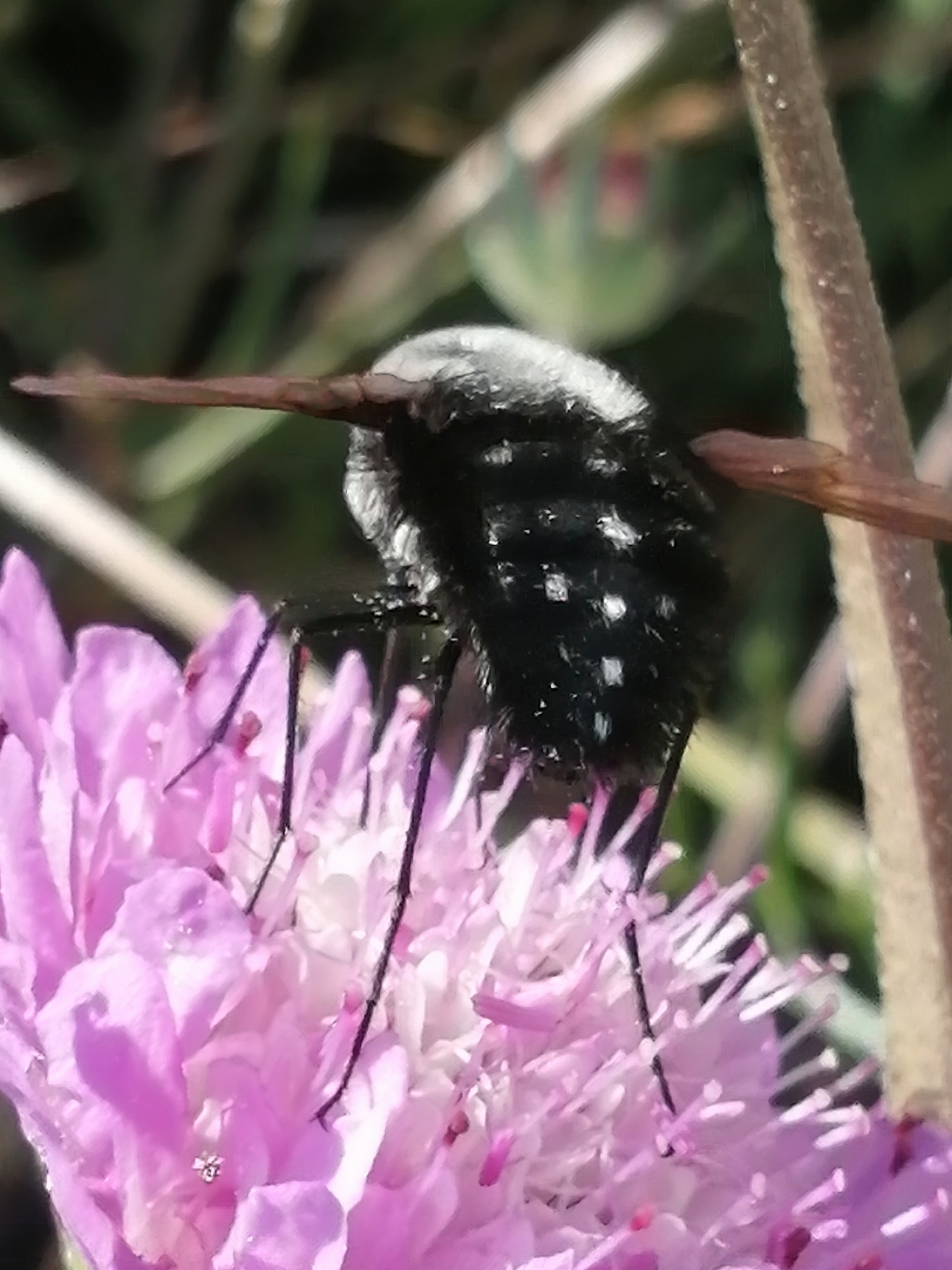 Bombomyia stictica (Boisduval, 1835)