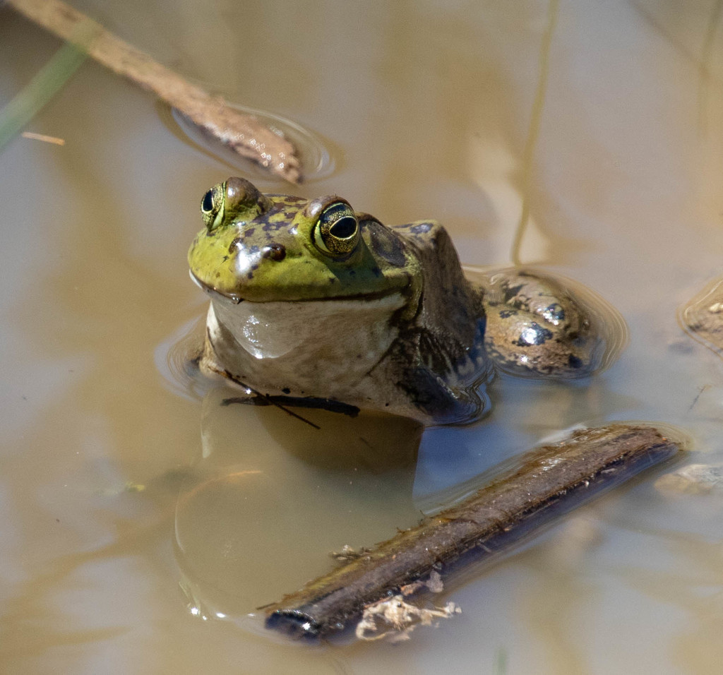 American Bullfrog from Contra Costa County, CA, USA on May 14, 2022 at ...