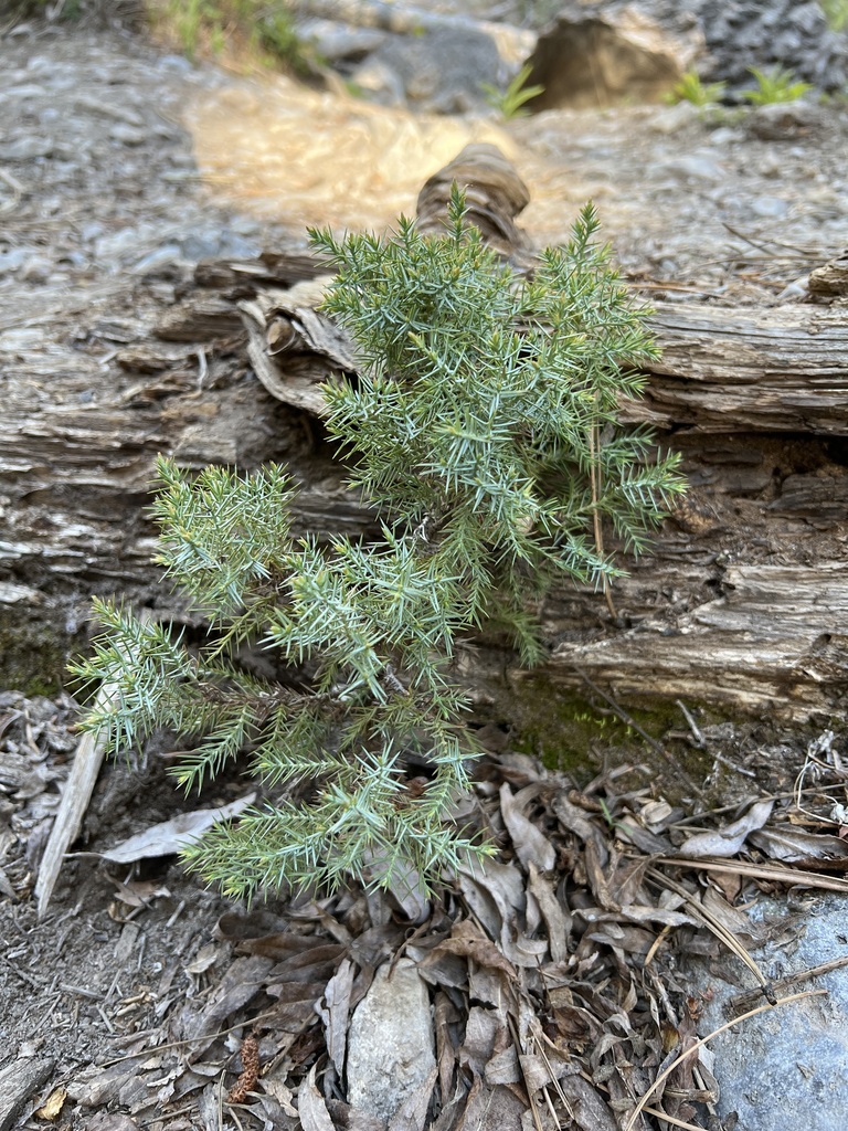 common juniper from Clark County, US-NV, US on May 17, 2022 at 07:34 AM ...