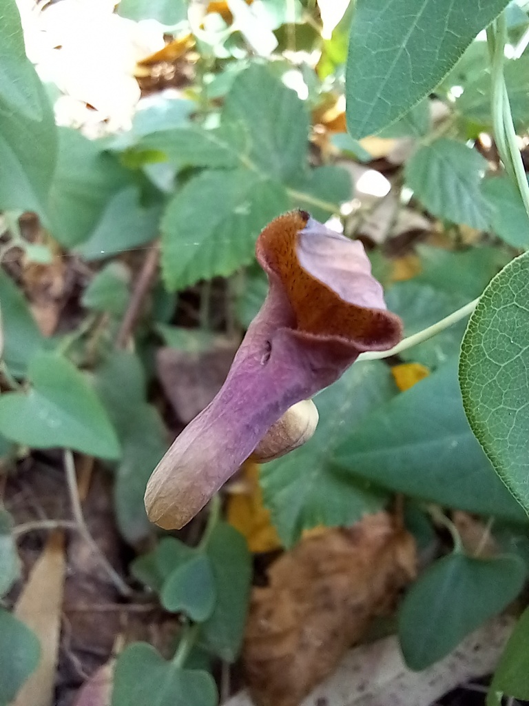 Andalusian Pipevine from Parque Florestal de Monsanto on May 17, 2022 ...