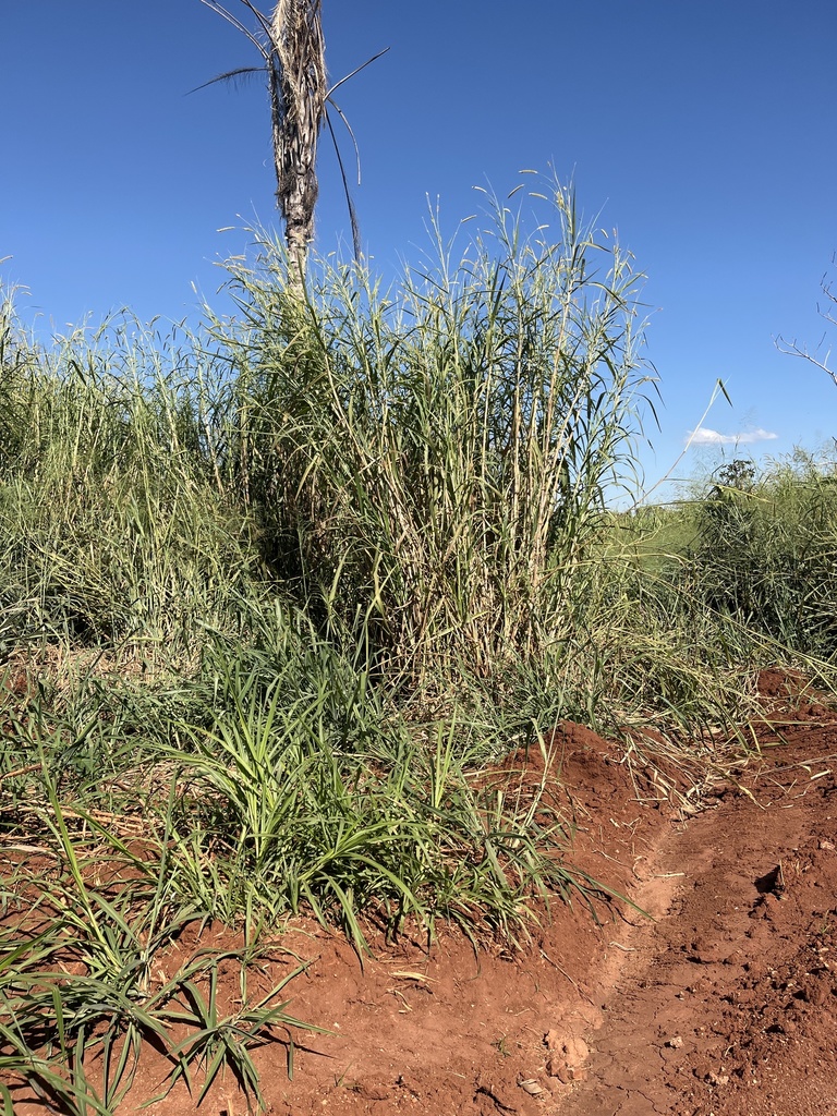 napier grass from Santo Antônio de Posse, SP, BR on May 17, 2022 at 01: ...