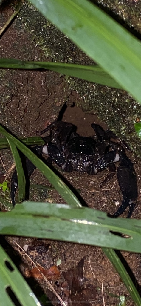 Asian Forest Scorpion from Mount Halimun Salak National Park, Bogor, West Java, ID on May 6 ...