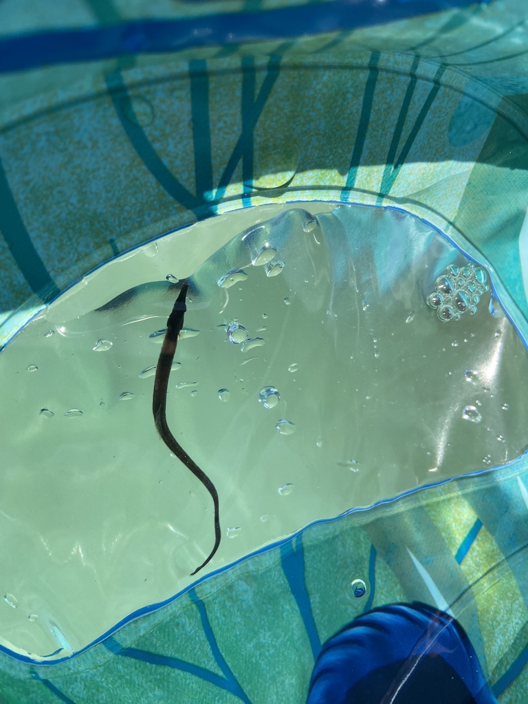 Gulf Pipefish from North Atlantic Ocean, Treasure Island, FL, US on May ...