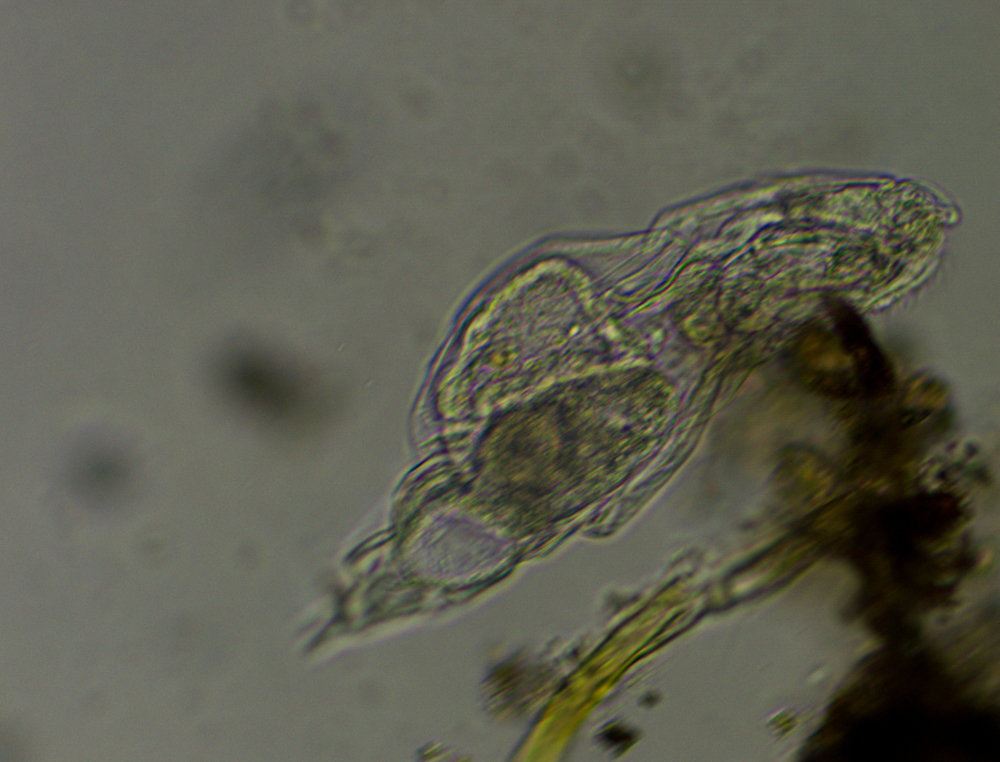 Ploima from Tsawwassen, Delta, BC, Canada on May 17, 2022 at 10:02 AM ...