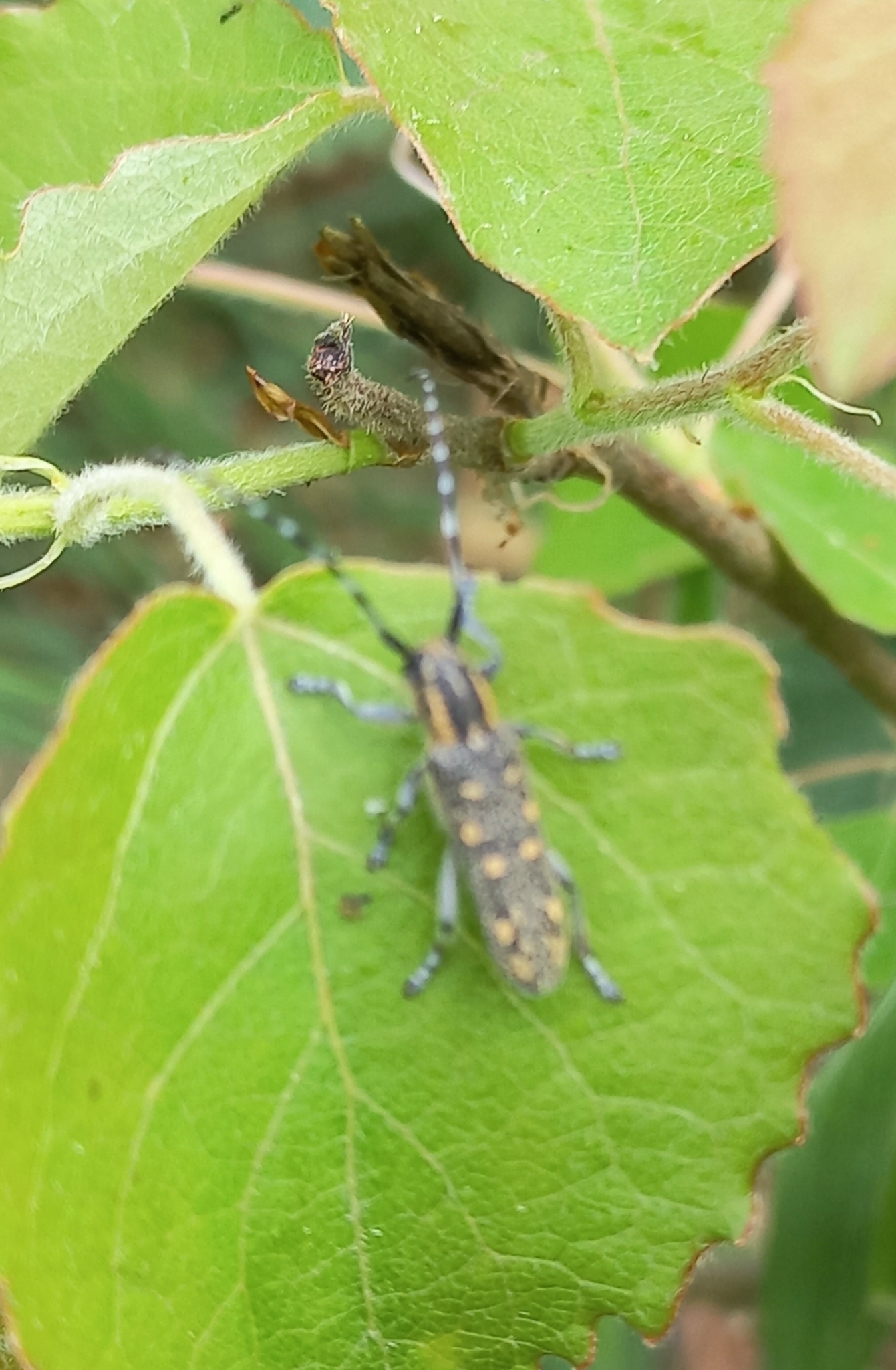 Saperda populnea (Linnaeus, 1758)