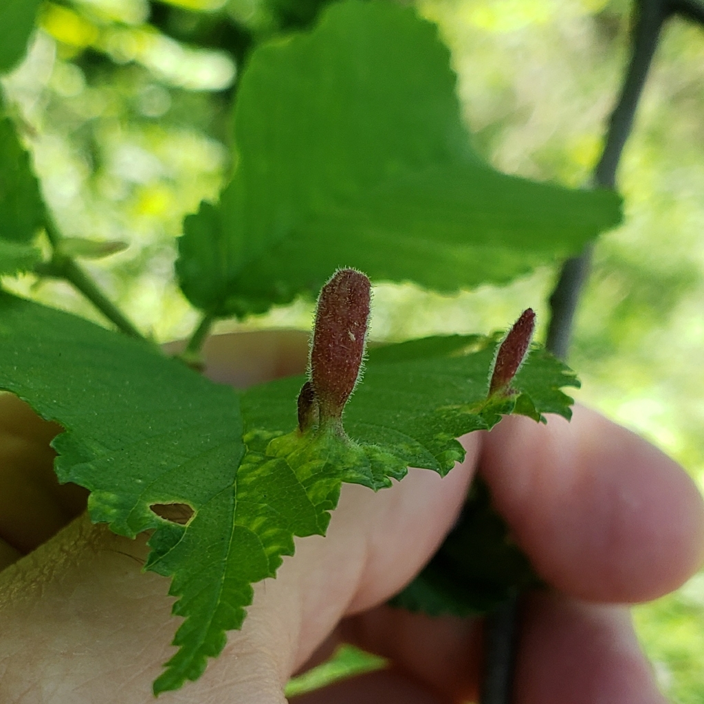 Oriental Grass Root Aphid from Monroeville, PA, USA on May 17, 2022 at ...