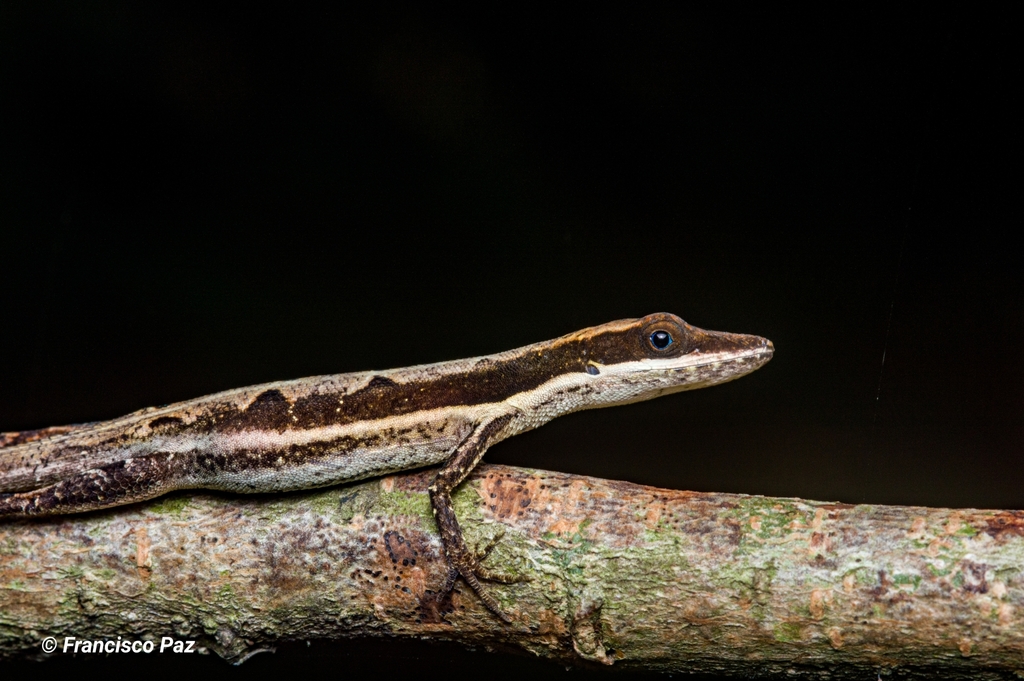 Half-lined Hispaniolan Grass Anole from F2VW+XR, Santo Domingo ...