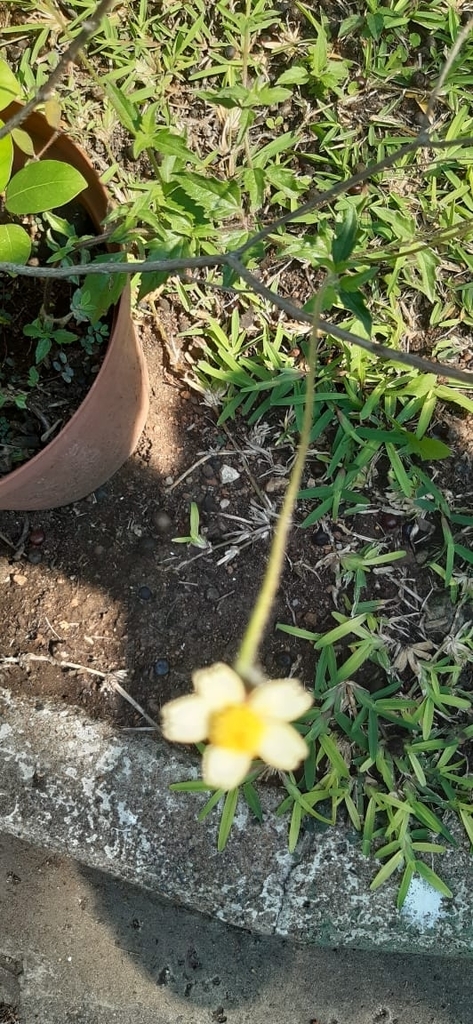 Tridax daisy from 37 Nelson Mandela Drive, Phalaborwa Central ...