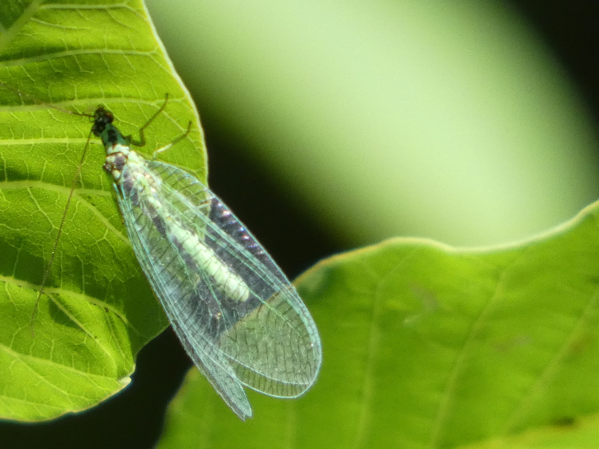 Chrysopa perla (Linnaeus, 1758)