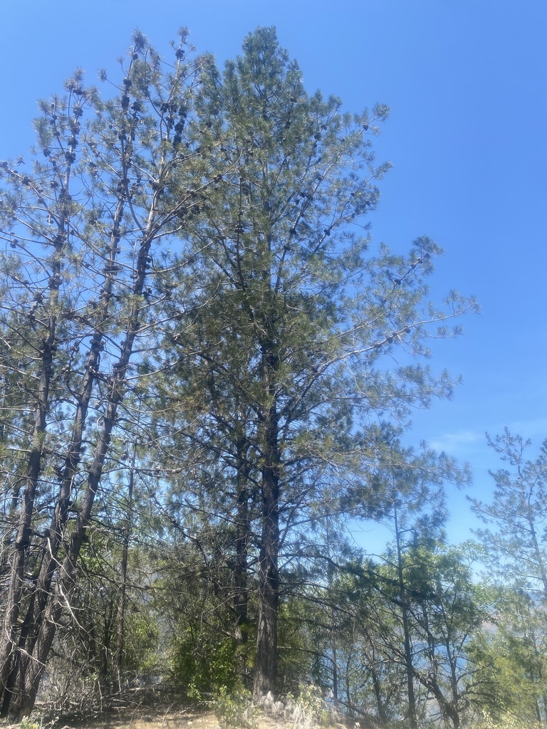 gray pine from Whiskeytown National Recreation Area, Redding, CA, US on May 17, 2022 at 12:12 PM ...