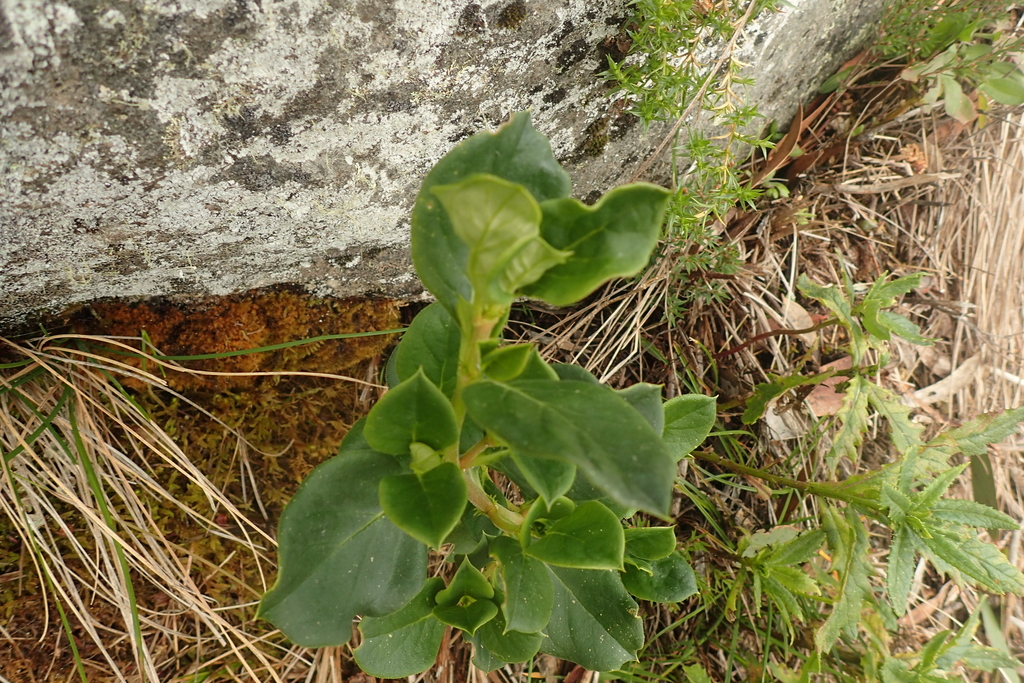 Rough Coprosma from Mount Torbreck, Eildon VIC 3713, Australia on May ...