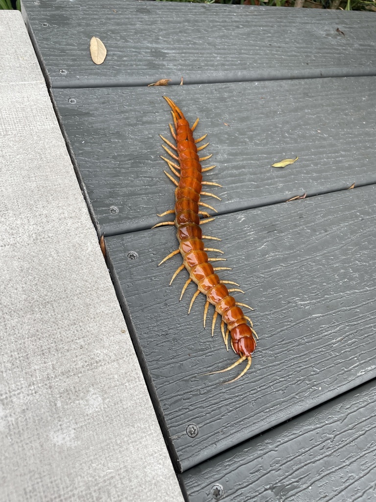 Caribbean Giant Centipede from Royal Palm Dr, Palmetto Bay, FL, US on ...