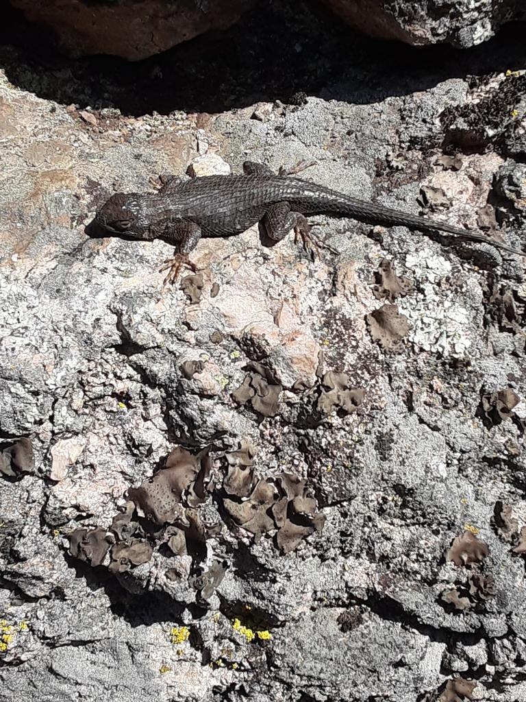 Western Fence Lizard from Sonoma County, US-CA, US on April 17, 2022 at ...