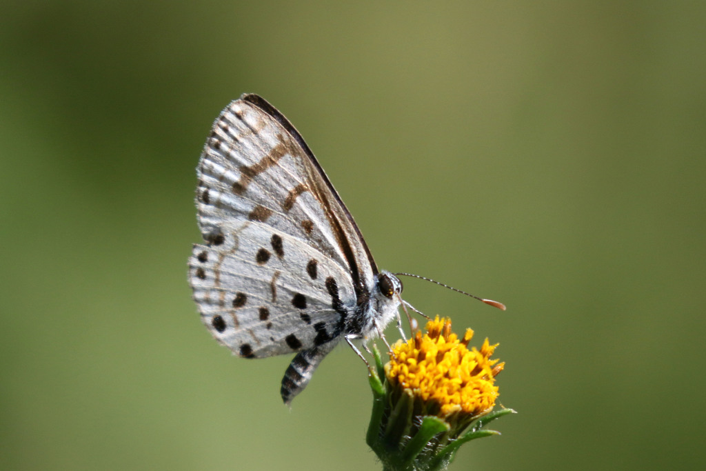 Natal Babul Blue (Moths and Butterflies of the Mfolozi River catchment ...