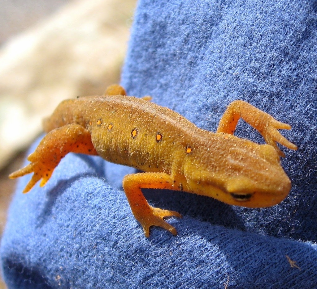 Eastern Newt from Lost Hollow, WV, USA on September 22, 2007 by seasav ...