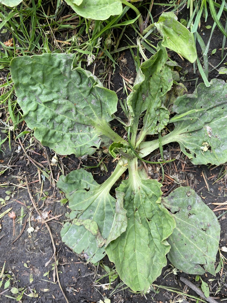 greater plantain from Arthur Currie Ln, Victoria, BC, CA on May 17 ...