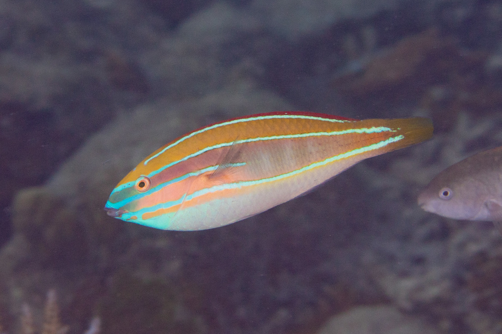 Three-ribbon Wrasse from Bua, Northern, Fiji on May 07, 2022 at 04:32 ...