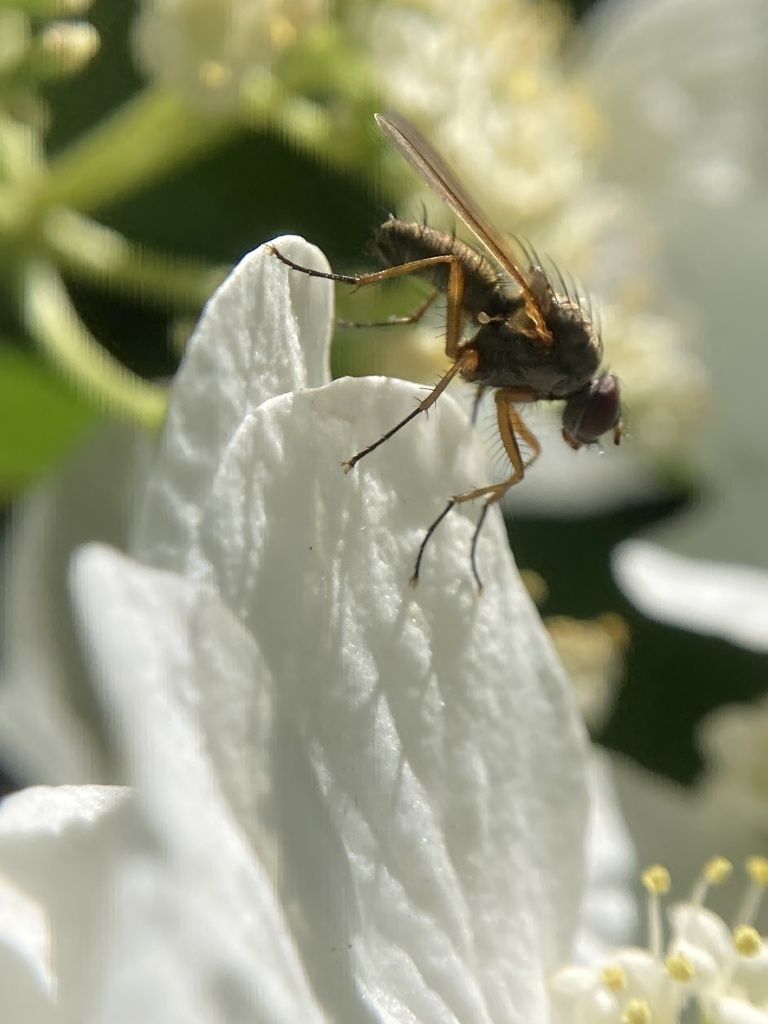 Calyptrate Flies from Baptist Rd, Whitehall, PA, US on May 17, 2022 at ...