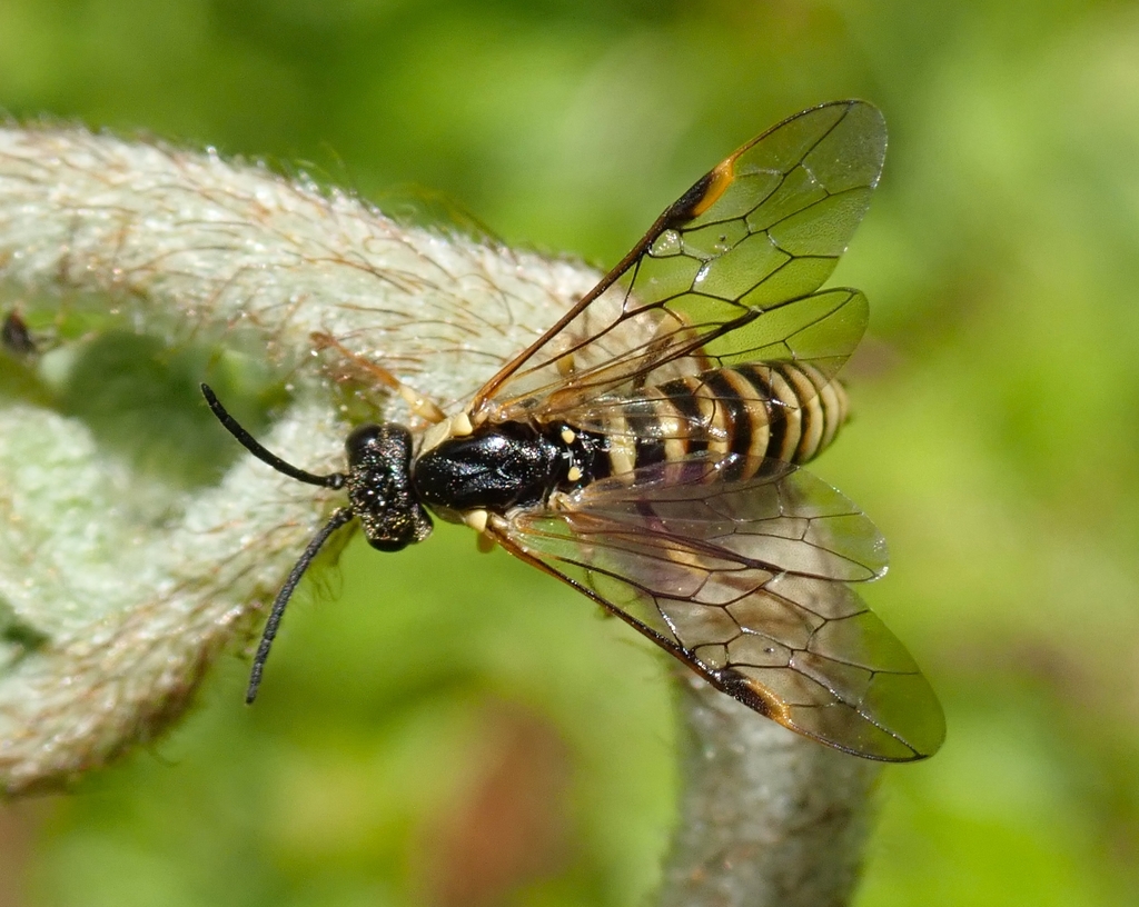 Strongylogaster multicincta from Fryeburg, ME 04037, USA on May 17 ...