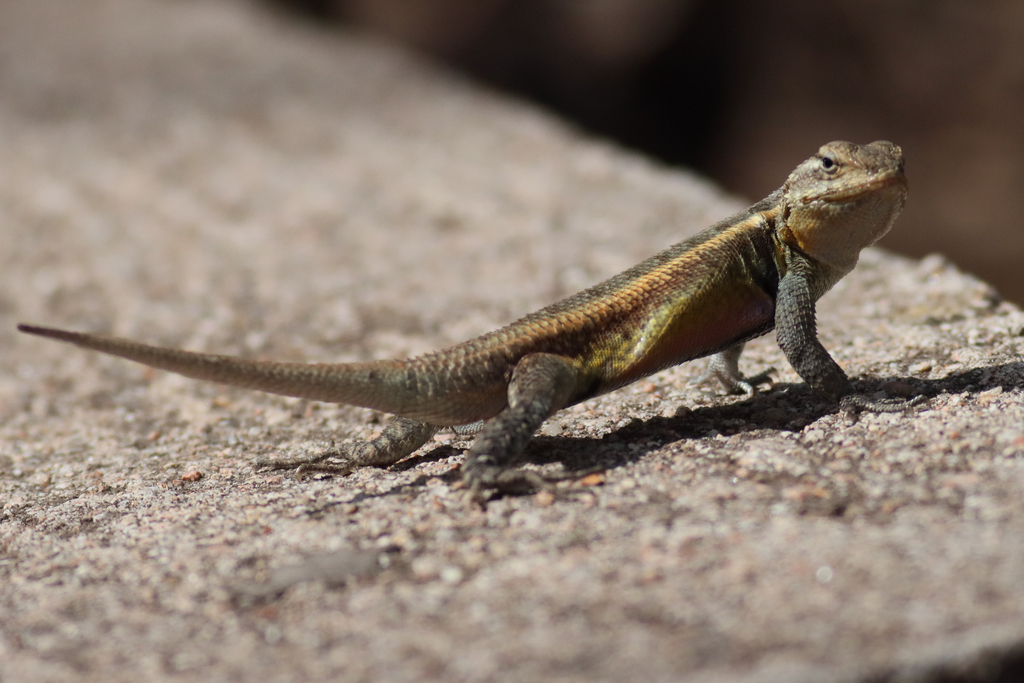 Rose-bellied Lizard from Tuxtla Gutiérrez, Chis., México on April 29 ...