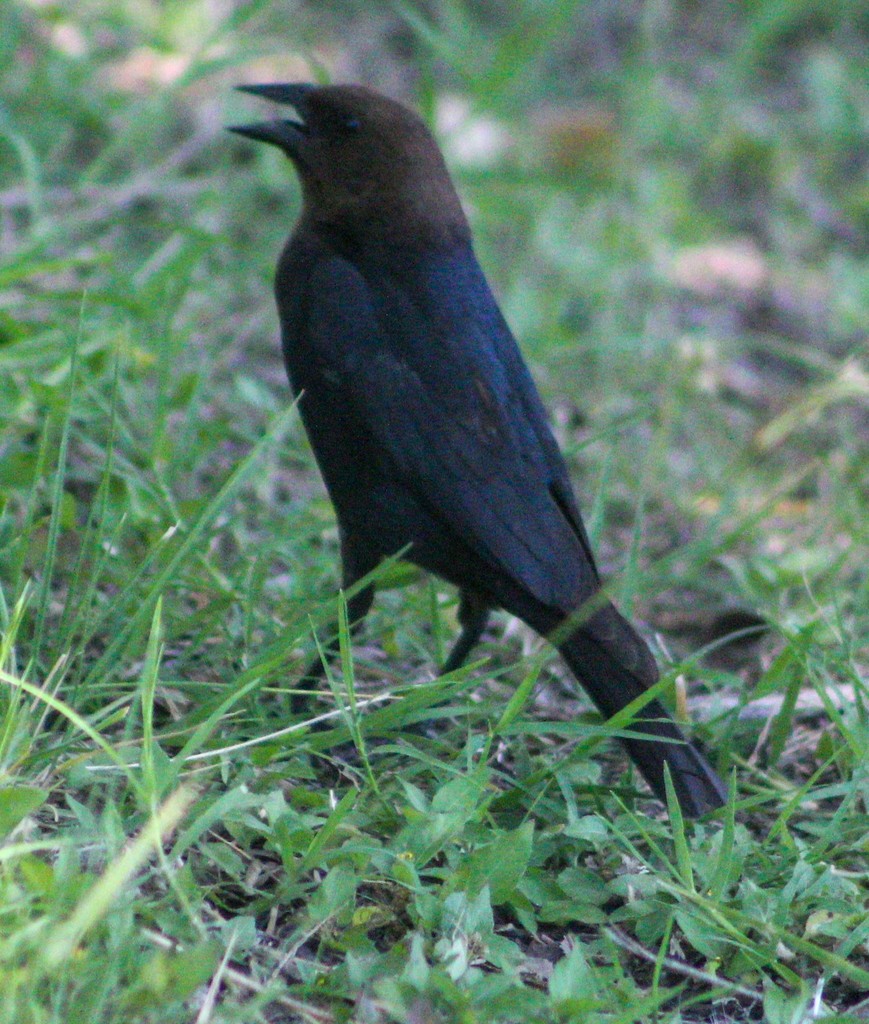 Brown-headed Cowbird from Foster Park, Fort Worth, TX 76109, USA on May ...