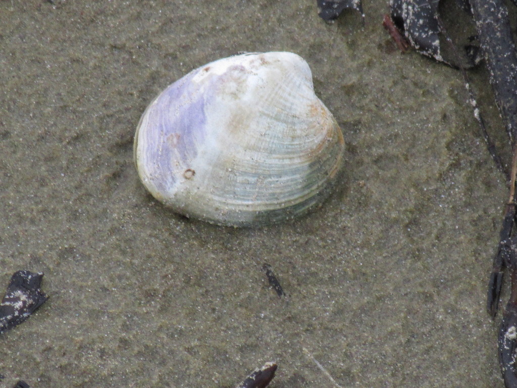 New Zealand Cockle from Oreti Beach 9879, New Zealand on June 15, 2018 ...