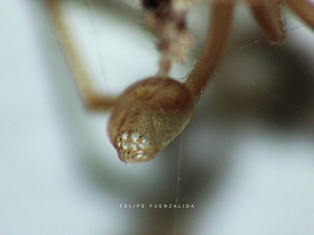 False Widow Spiders in May 2022 by Felipe Fuenzalida · iNaturalist