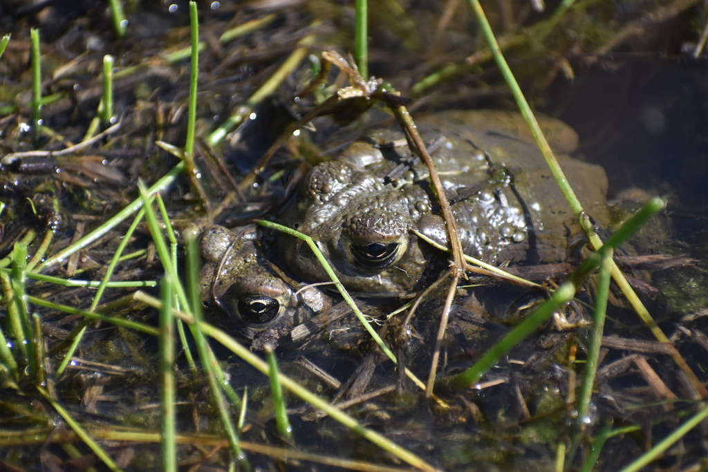 Western Toad from Santa Clara County, CA, USA on April 02, 2022 at 04: ...