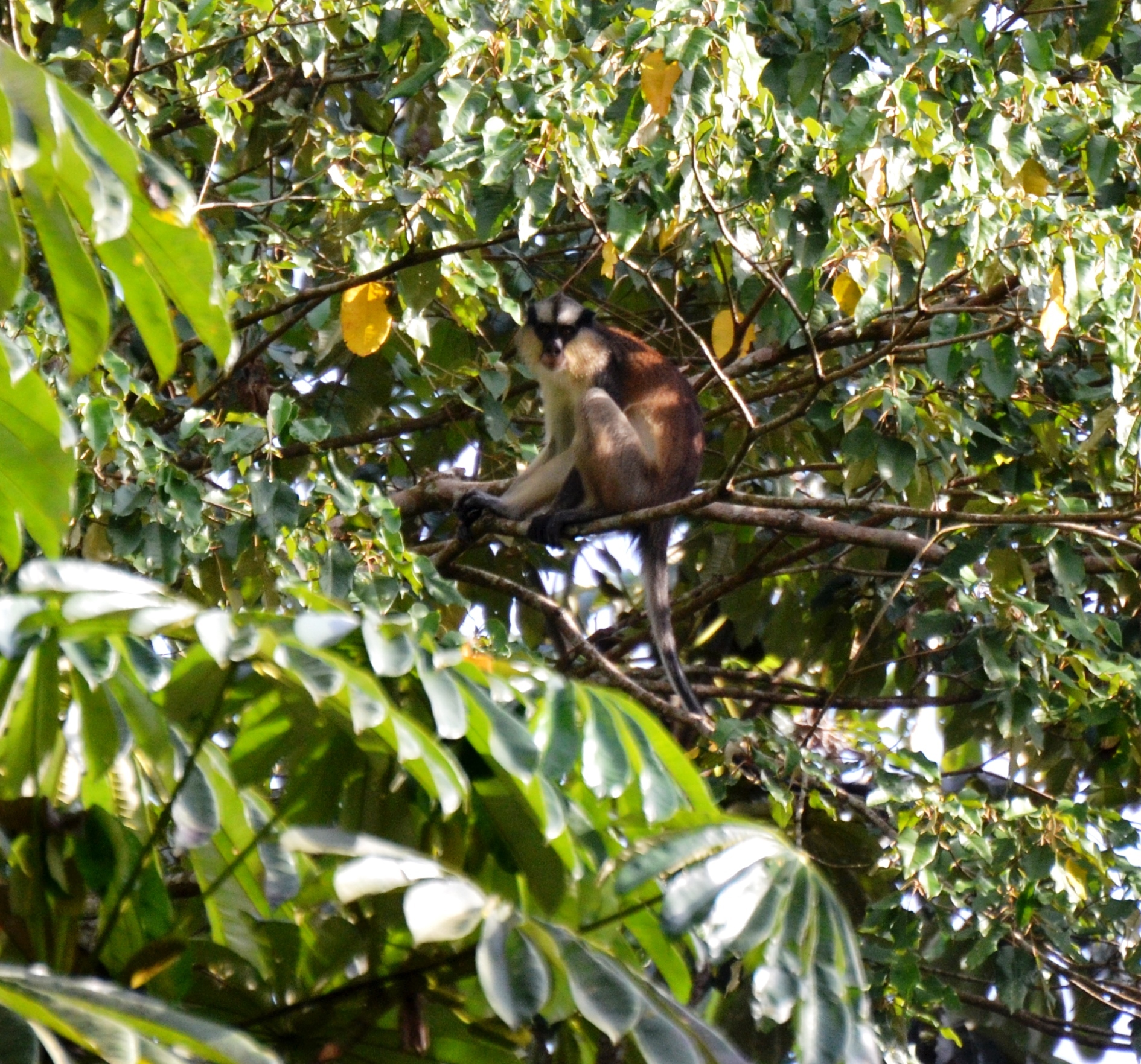 Cercopithecus pogonias Bennett, 1833